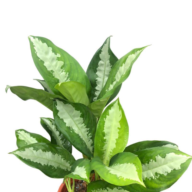 Aglaonema nitidum – IM Garden Mart