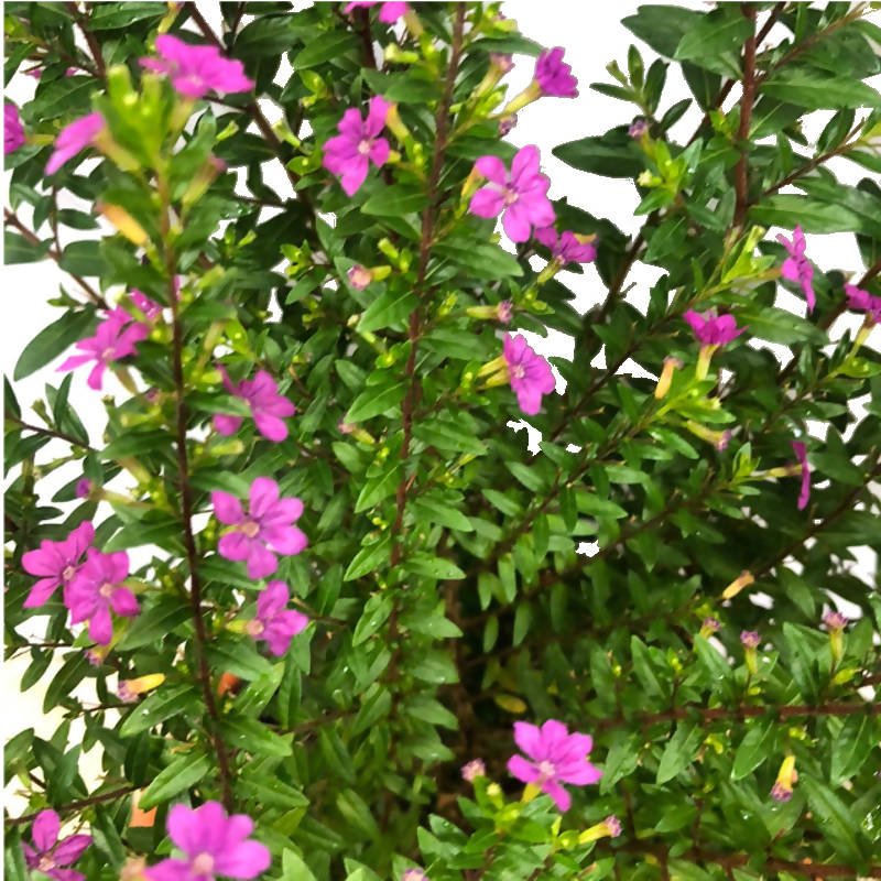 Cuphea hyssopifolia (False Heather) (0.35m) – IM Garden Mart