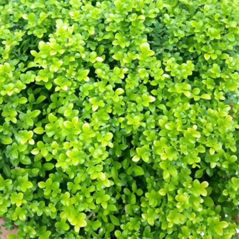 Dwarf Murraya Paniculata, Dwarf Kamini (0.24m) – IM Garden Mart