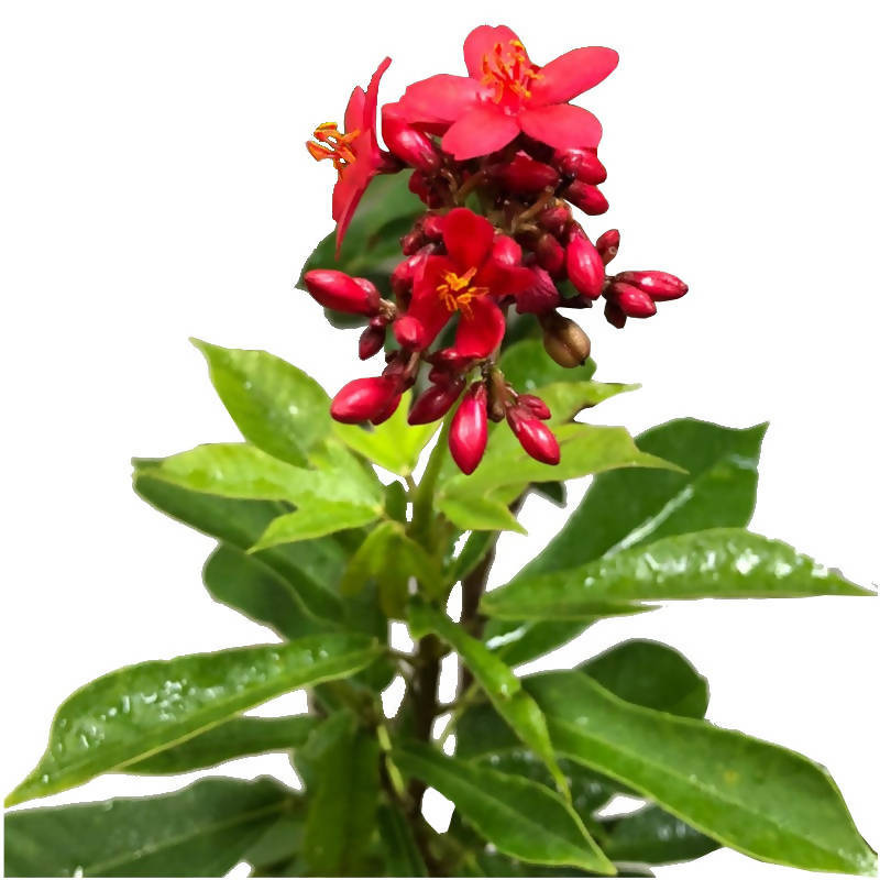 Jatropha integerrima, Rose-flowered Jatropha, Spicy Jatropha (1.2m ...
