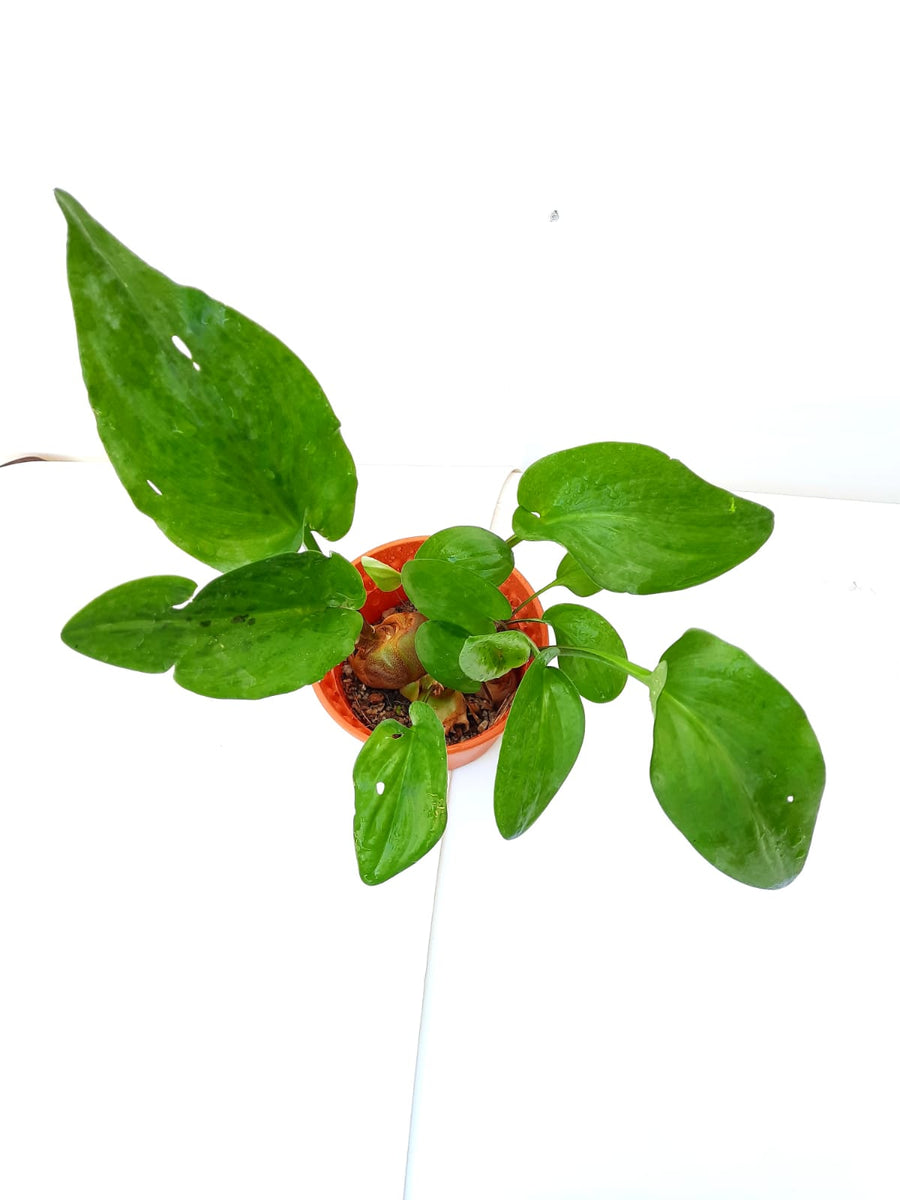 Drimiopsis maculata – IM Garden Mart