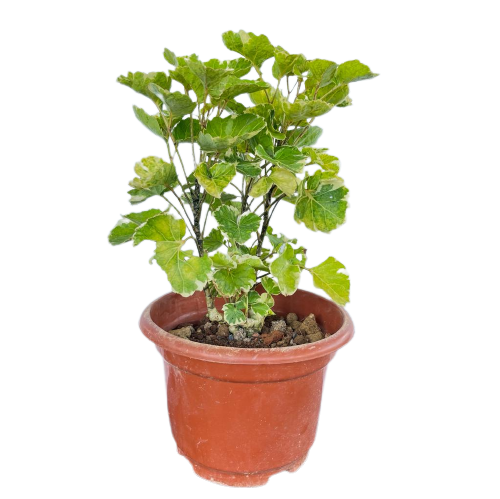 Polyscias scutellaria 'Balfourii' Variegata (0.4m) – IM Garden Mart