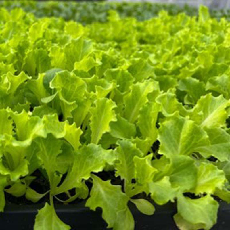 Batavia Lettuce – IM Garden Mart