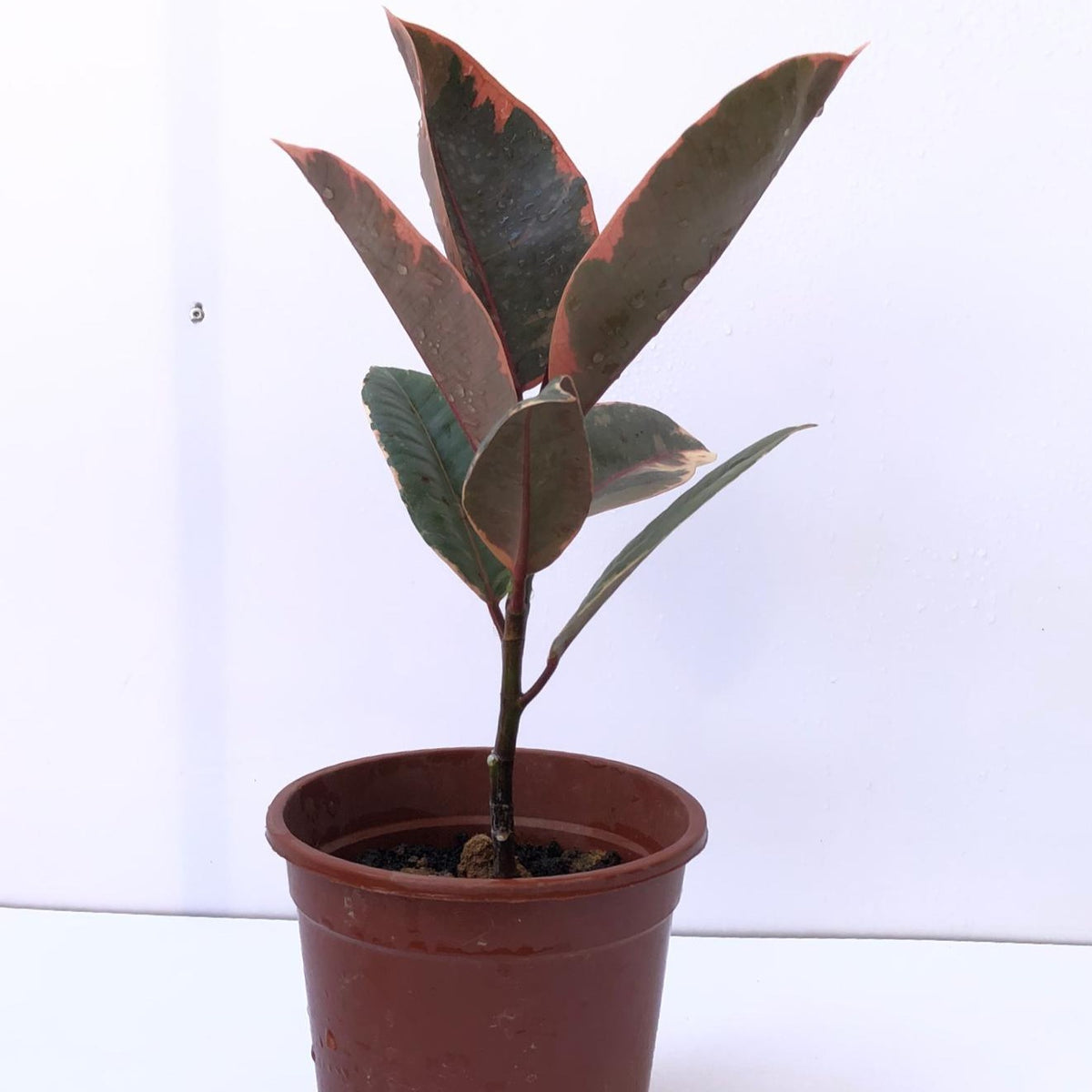 Ficus Elastica ‘Belize’ (Variegated Rubber Plant) (0.3m)* – IM Garden Mart