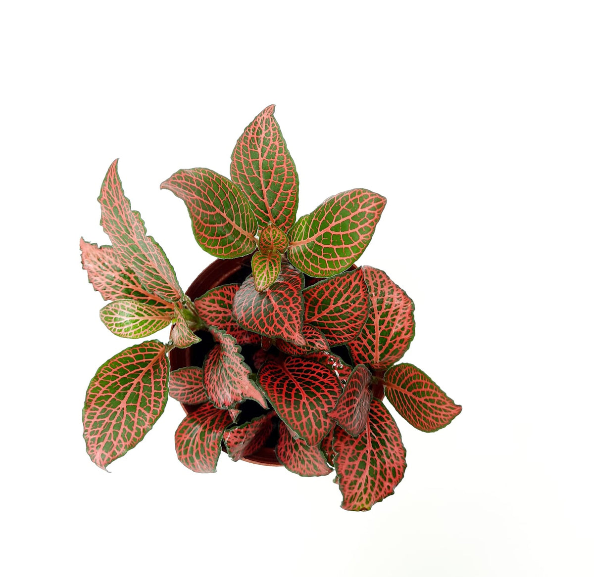 Fittonia ‘Jungle Flame’ (0.13m)* – IM Garden Mart