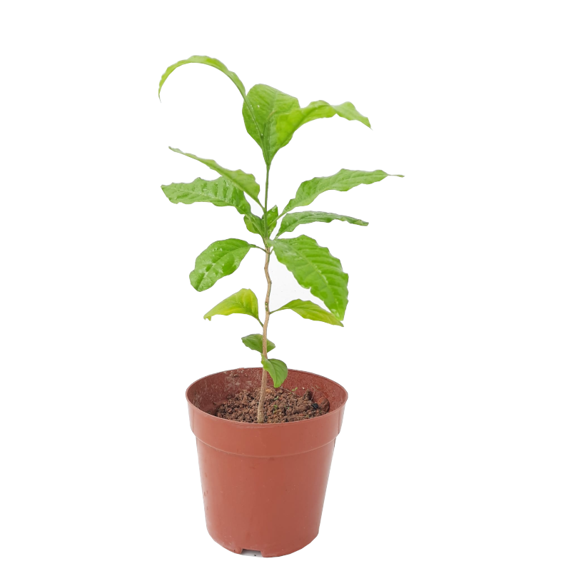 Aegle marmelos, Bael Leaf Plant (0.4m) – IM Garden Mart