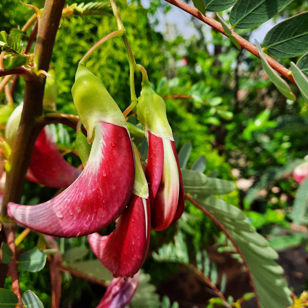 Indian Pea Tree Red – IM Garden Mart