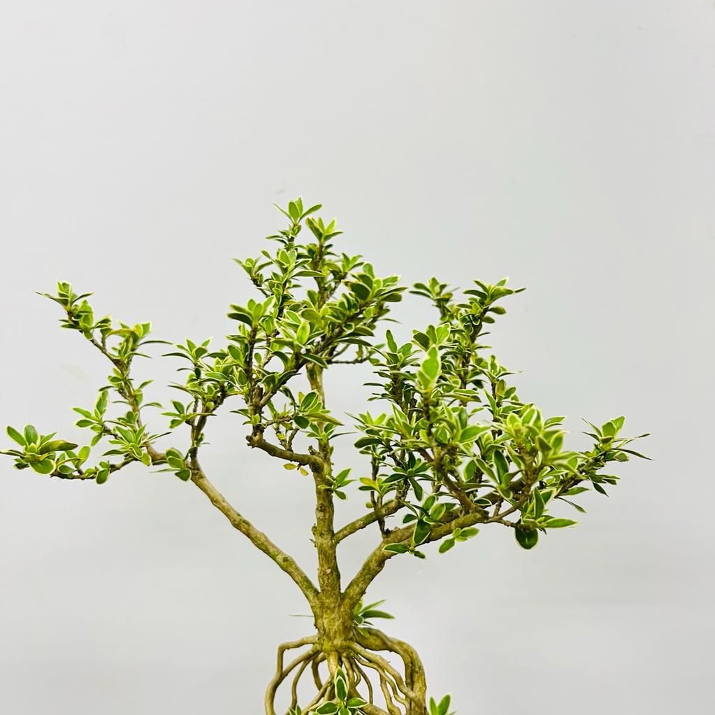 Snow Rose Serissa Bonsai , 'Variegata' (0.25m) – IM Garden Mart