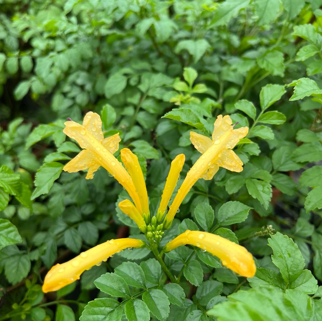 Tecomaria capensis 'Aurea', Golden Yellow Cape Honeysuckle (0.4m) – IM ...