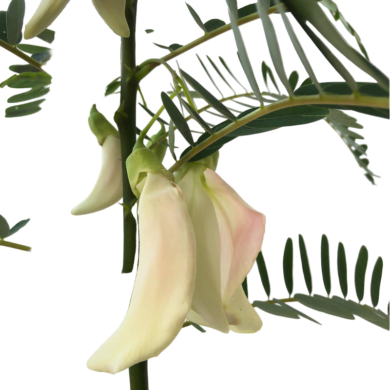 Indian Pea Plant – IM Garden Mart