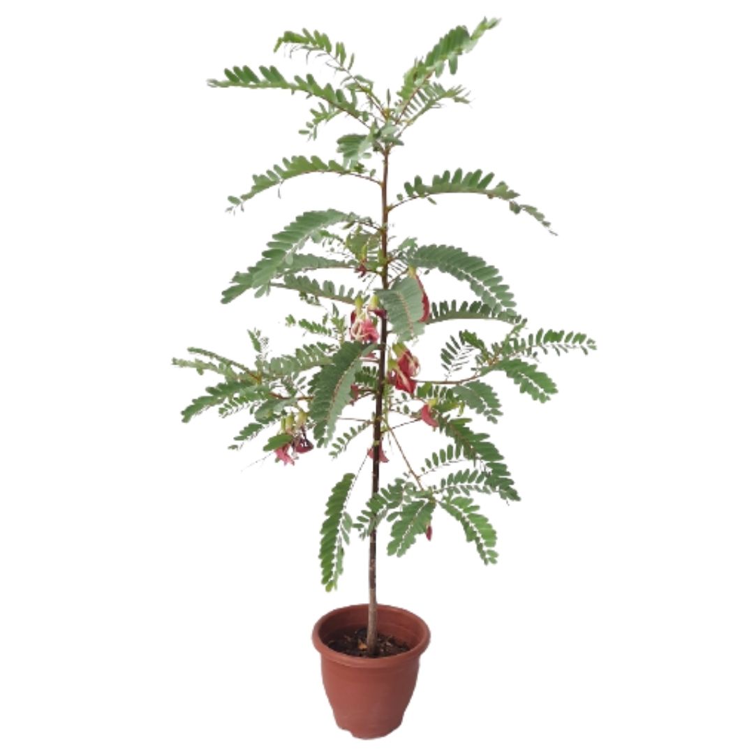 Indian Pea Tree Red – IM Garden Mart