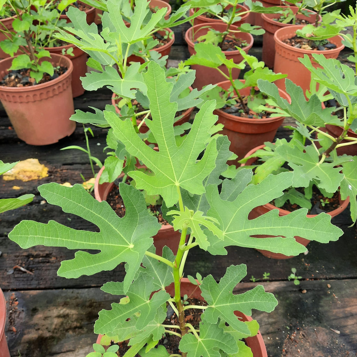 Taiwan Golden Fig – IM Garden Mart