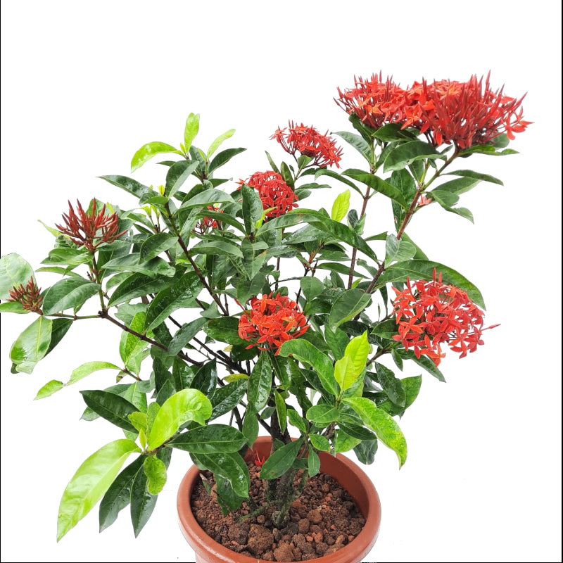 Ixora 'Super King' (0.65m) – IM Garden Mart