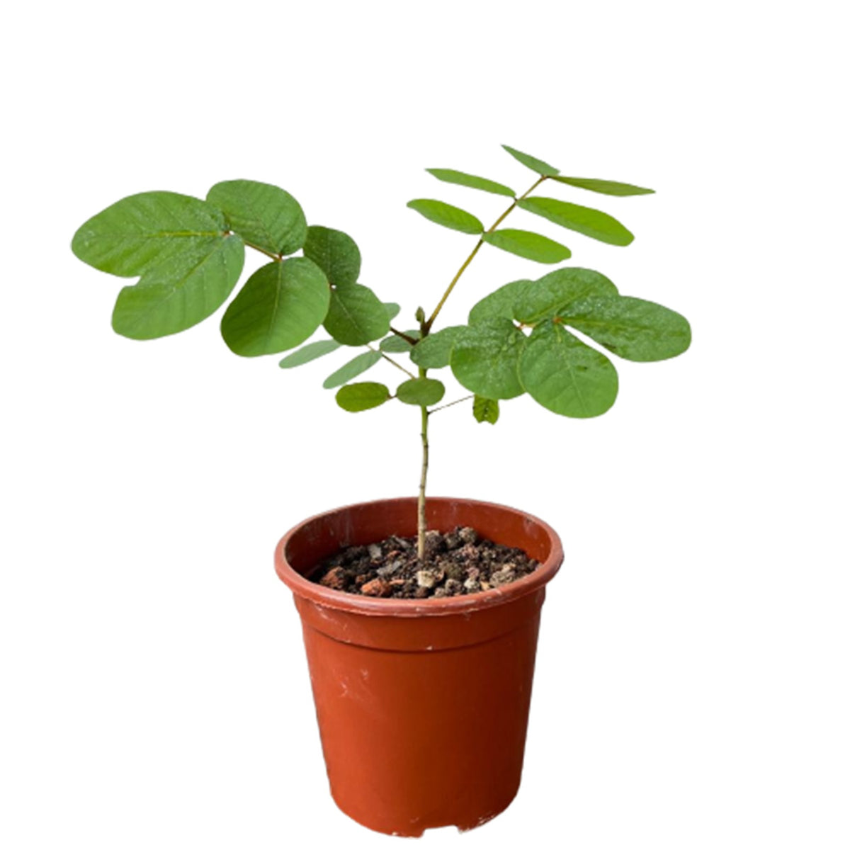 Senna alata (Linnaeus) Roxburgh,Candle Plant (0.4m) – IM Garden Mart