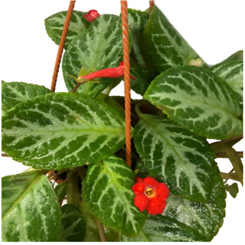 Episcia cupreata 'Frosty', Silver Leaf Flame Violet (0.22m) – IM Garden ...