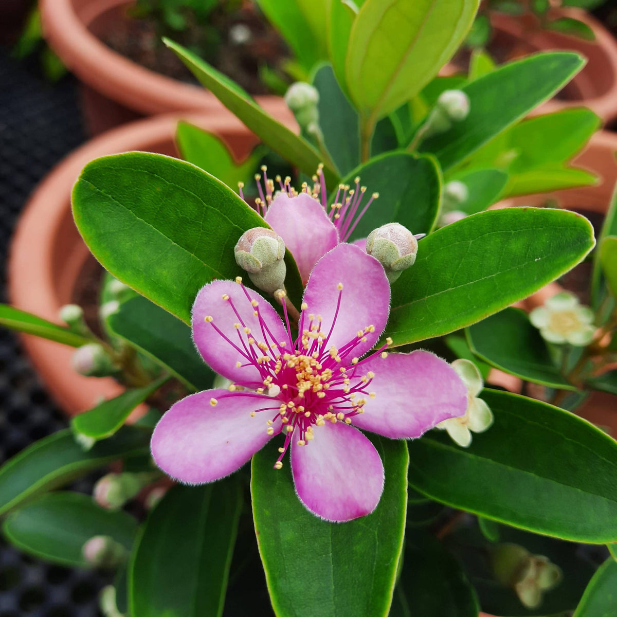 Rhodomyrtus tomentosa (Aiton) Hassk. Rose Myrtle (0.45m) – IM Garden Mart