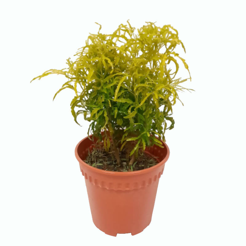 Euodia ridleyi – IM Garden Mart