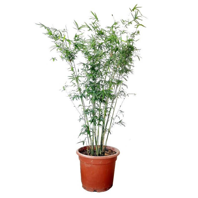 Bambusa multiplex, Chinese Dwarf Bamboo (2m) – IM Garden Mart